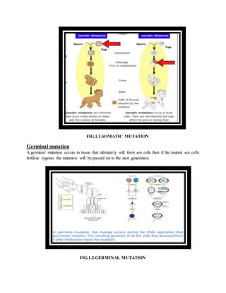 GENE MUTATION | DOCX