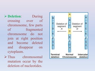Mutation | PPTX