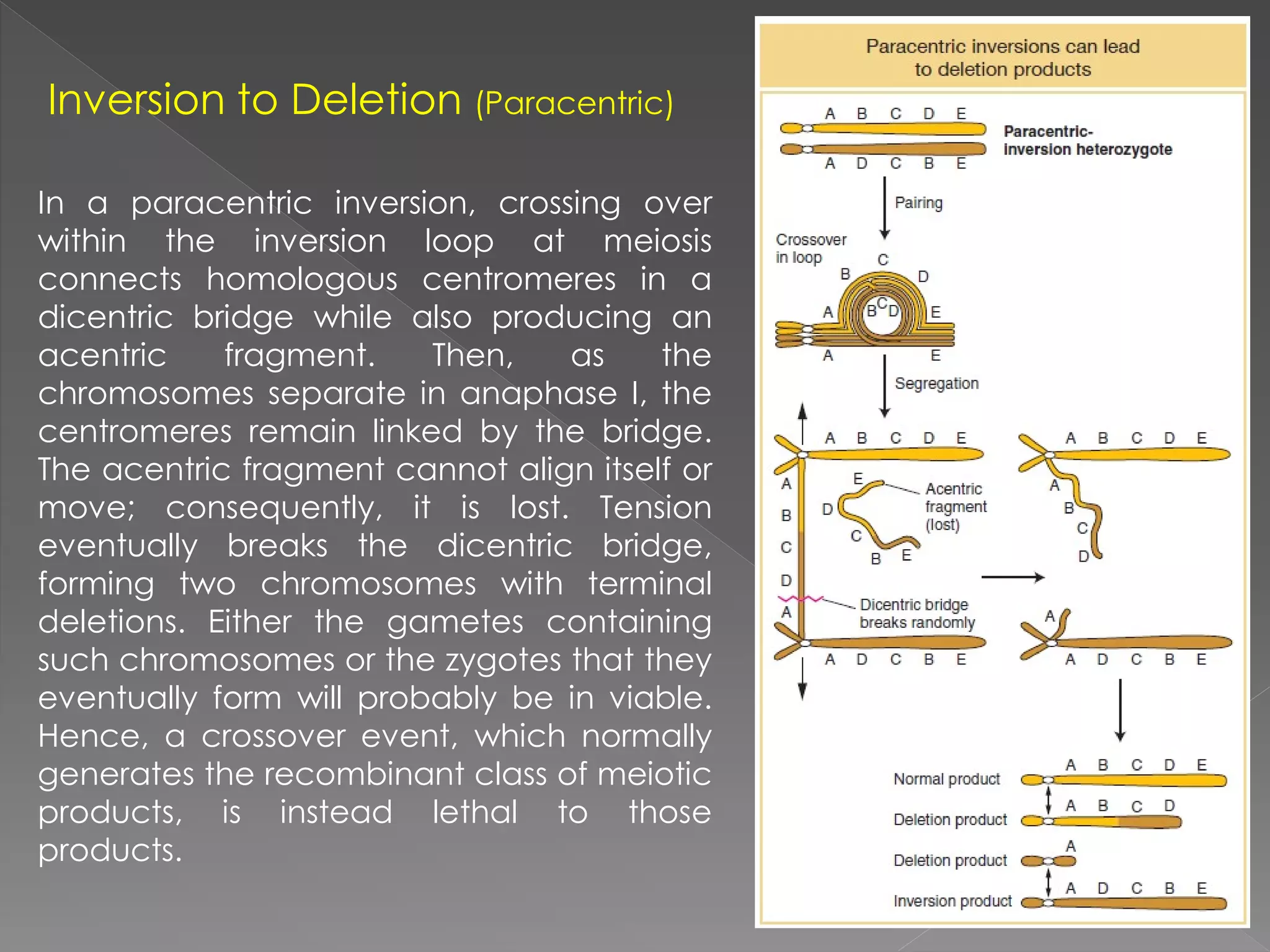 Mutation | PDF