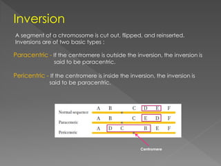 Mutation | PDF | Genetics | Science
