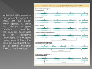 Mutation | PDF | Genetics | Science