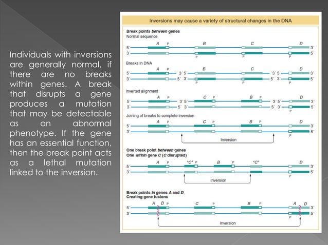 Mutation | PDF | Genetics | Science