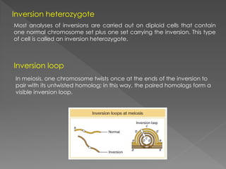 Mutation | PDF | Genetics | Science