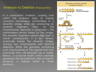 Mutation | PDF | Genetics | Science