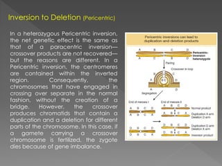 Mutation | PDF | Genetics | Science