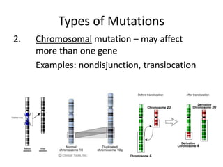 Mutation.pptx