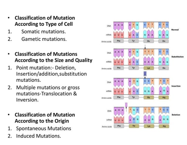 Mutation.pptx