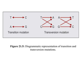 Mutation.pptx