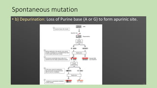 Mutation : types and features........... | PPTX