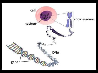 mutation pratiksha diwas parkins disease | PPTX | Genetics | Science