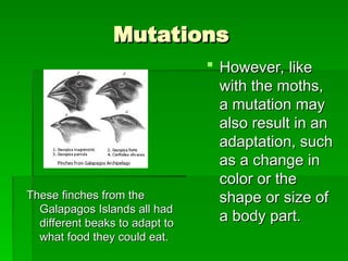 MUTATION- DNA's Error how it affects Organisms.ppt