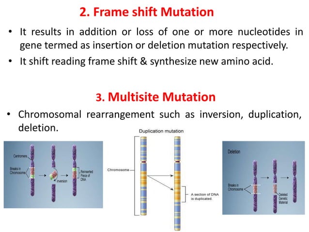 Mutation | PPT