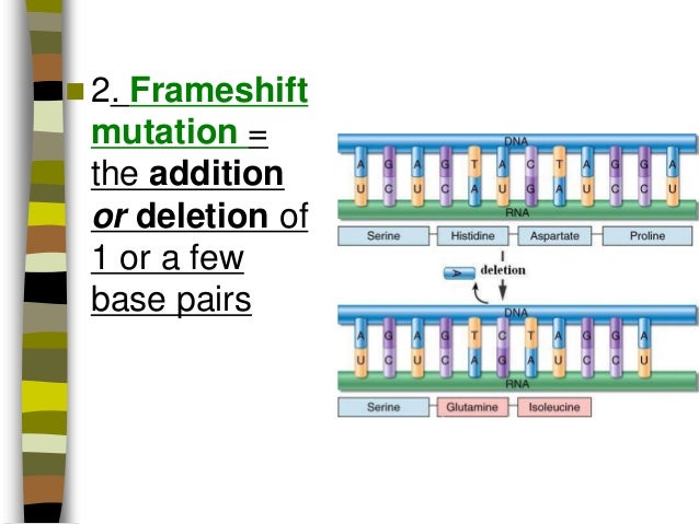 point mutations silent mutations