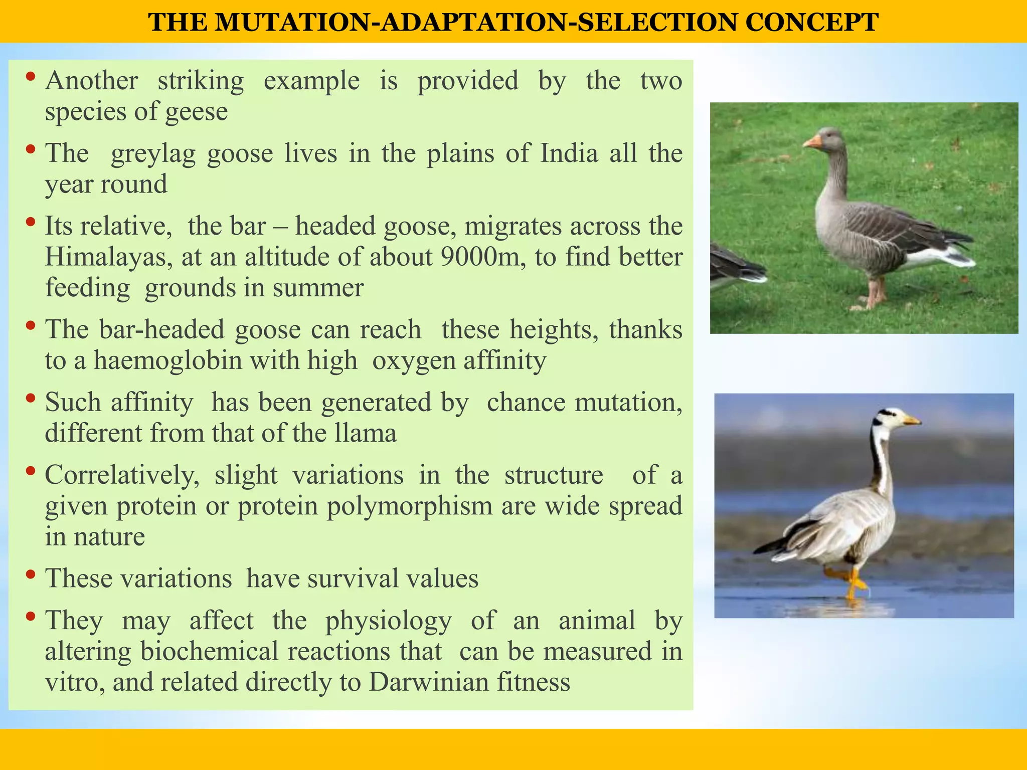 Mutation, adaptation and selection concept | PPTX