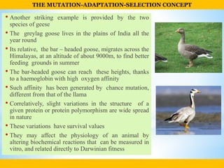 Mutation, adaptation and selection concept | PPT