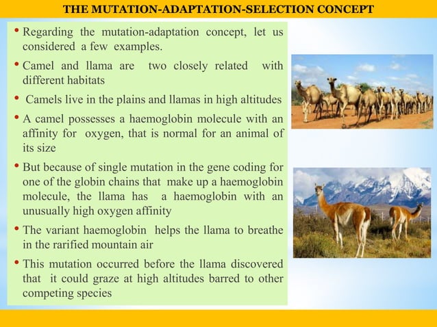 Mutation, adaptation and selection concept | PPT