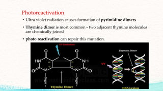 dna repair | PPTX