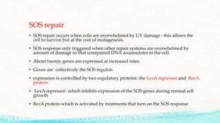 dna repair | PPTX