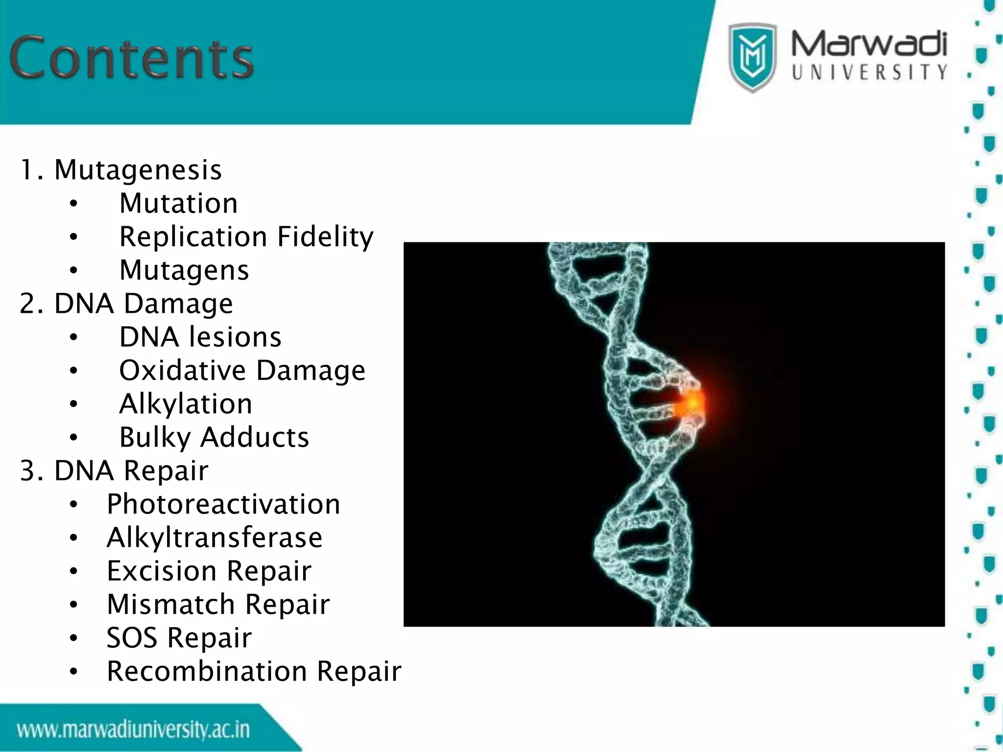 Mutation and DNA repair | PPTX