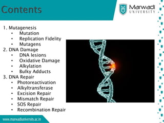 Mutation and DNA repair | PPTX