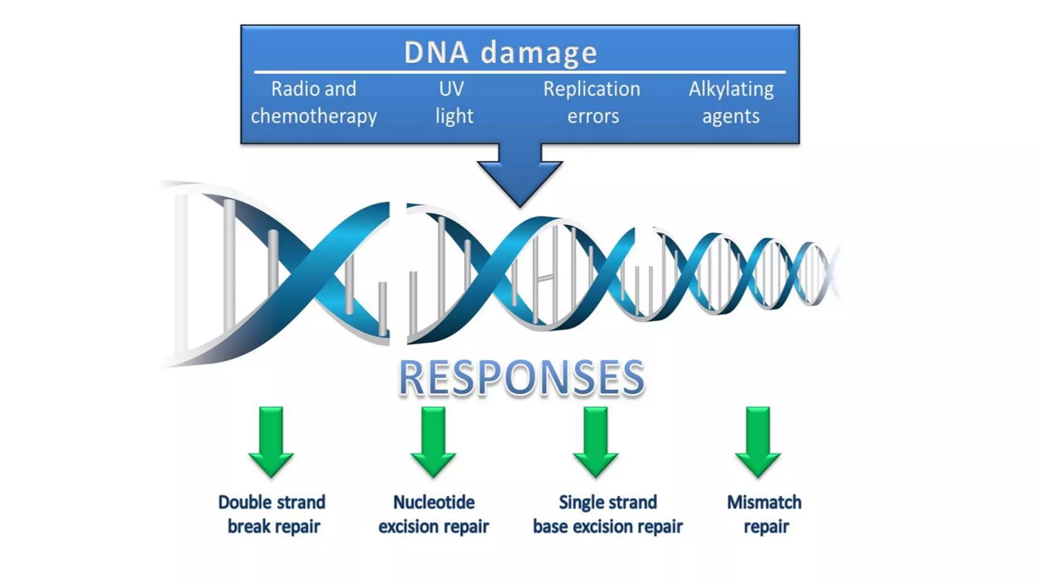 Mutation and DNA repair.pdf