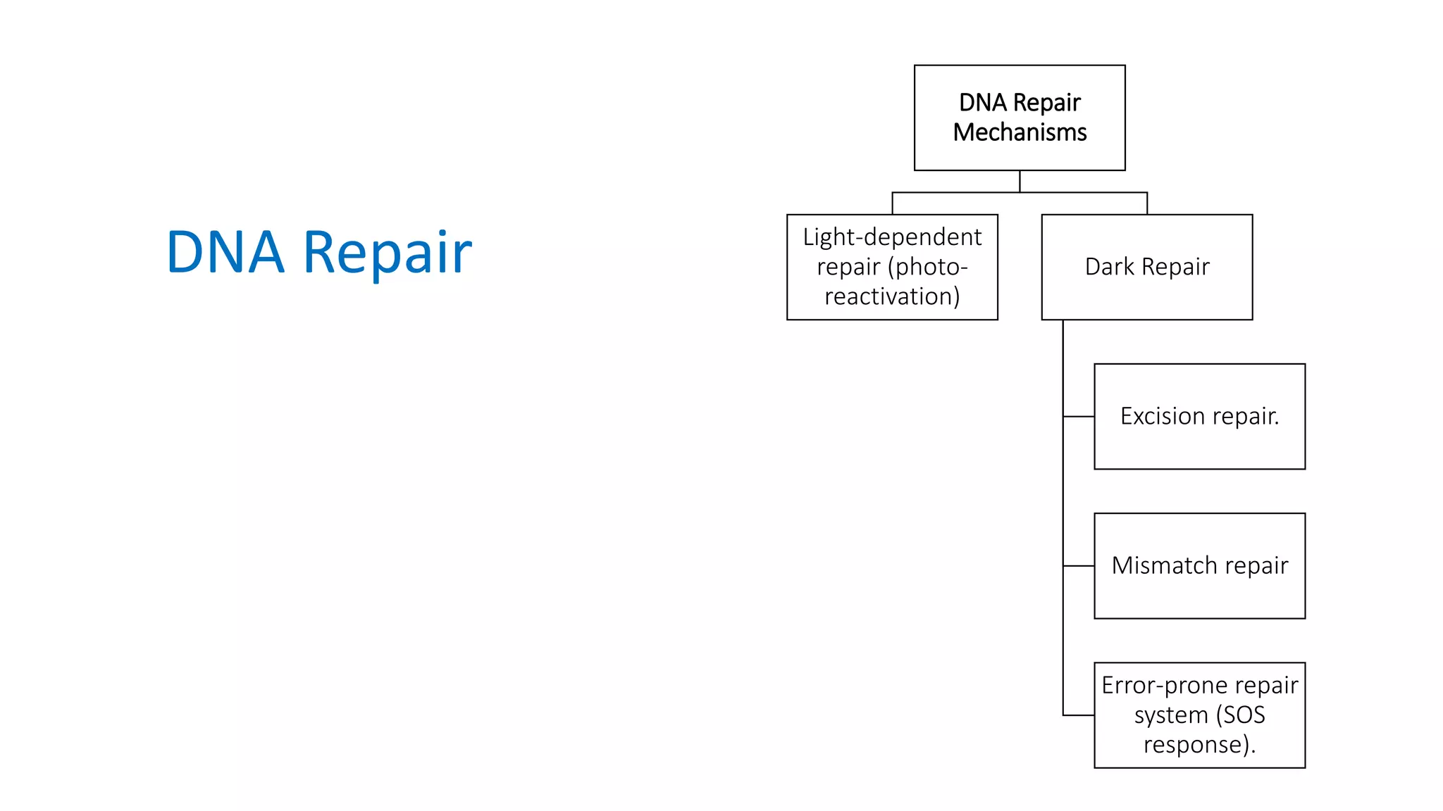Mutation and DNA repair.pdf