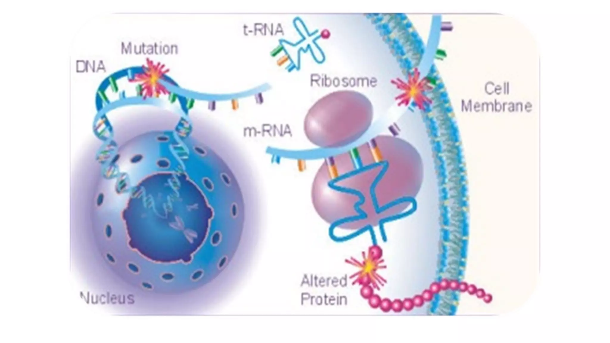 Mutation and DNA repair.pdf