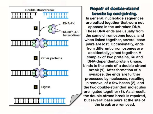 Mutation and dna repair mechanisms | PPT