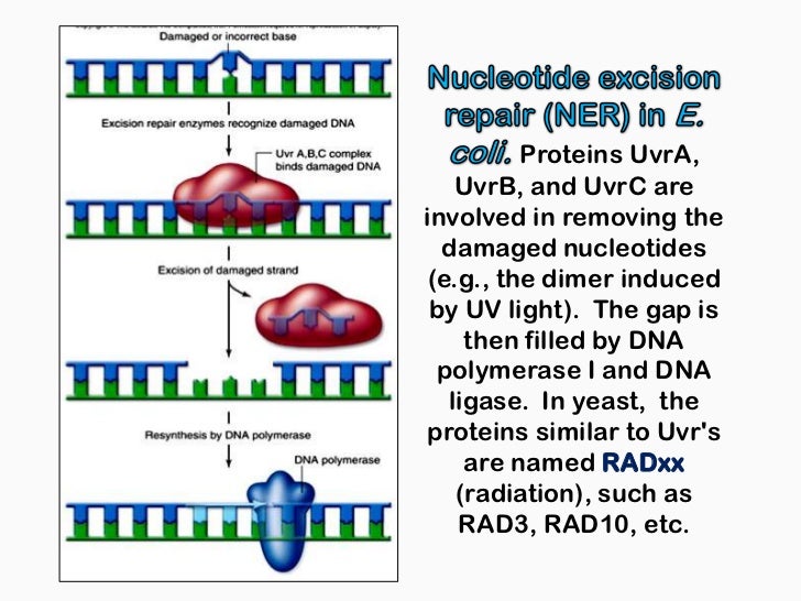 Mutation and dna repair mechanisms