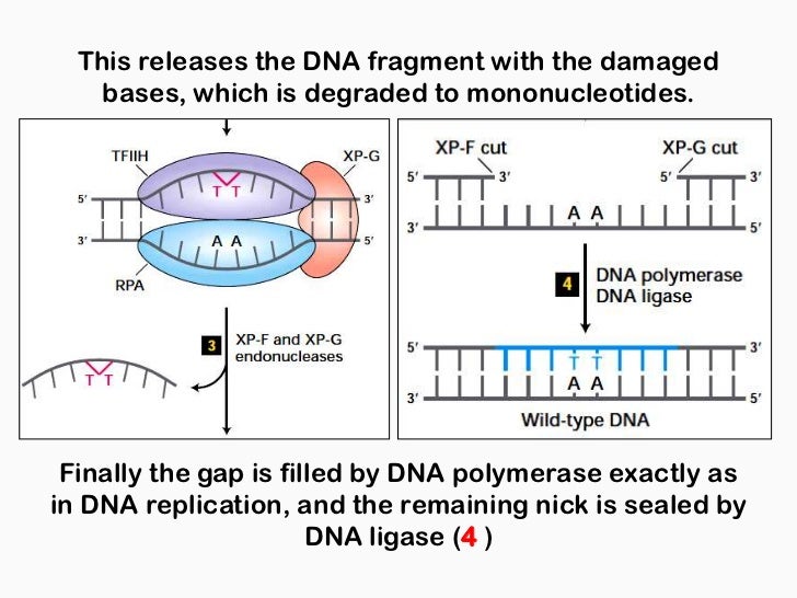 Mutation and dna repair mechanisms