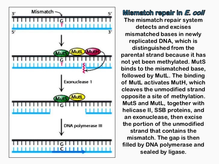 Mutation and dna repair mechanisms