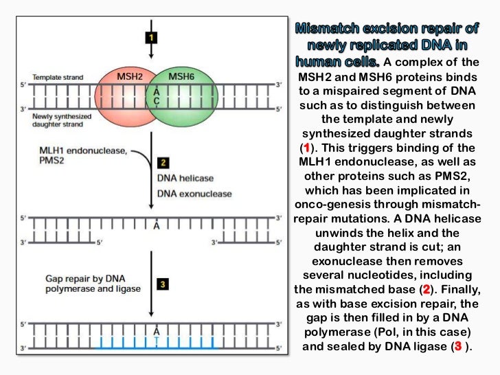 Mutation and dna repair mechanisms