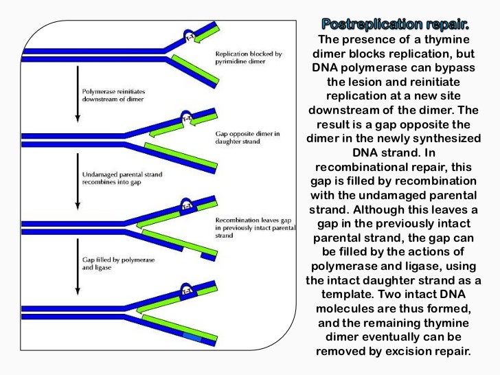 Mutation and dna repair mechanisms
