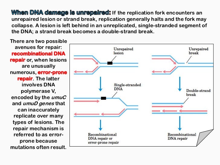 Mutation And Dna Repair