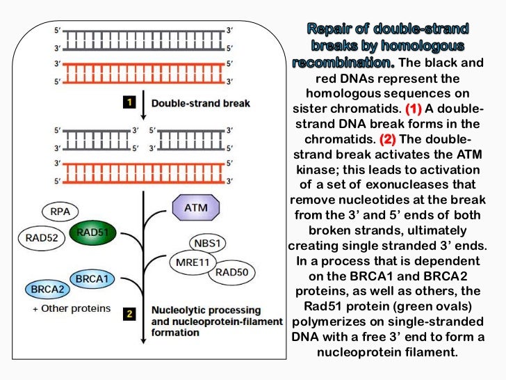 Mutation and dna repair mechanisms