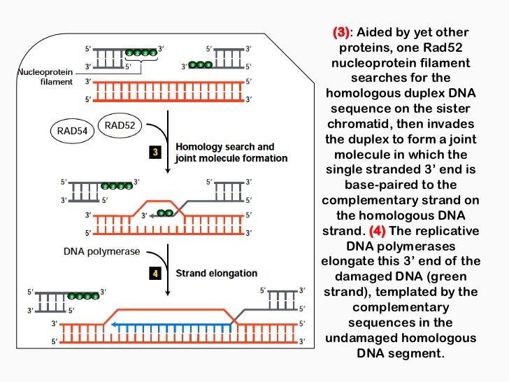 Mutation and dna repair mechanisms