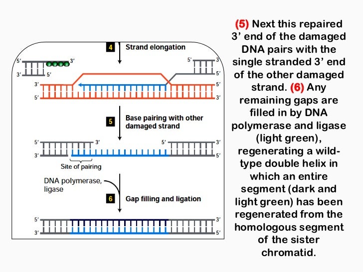 Mutation and dna repair mechanisms