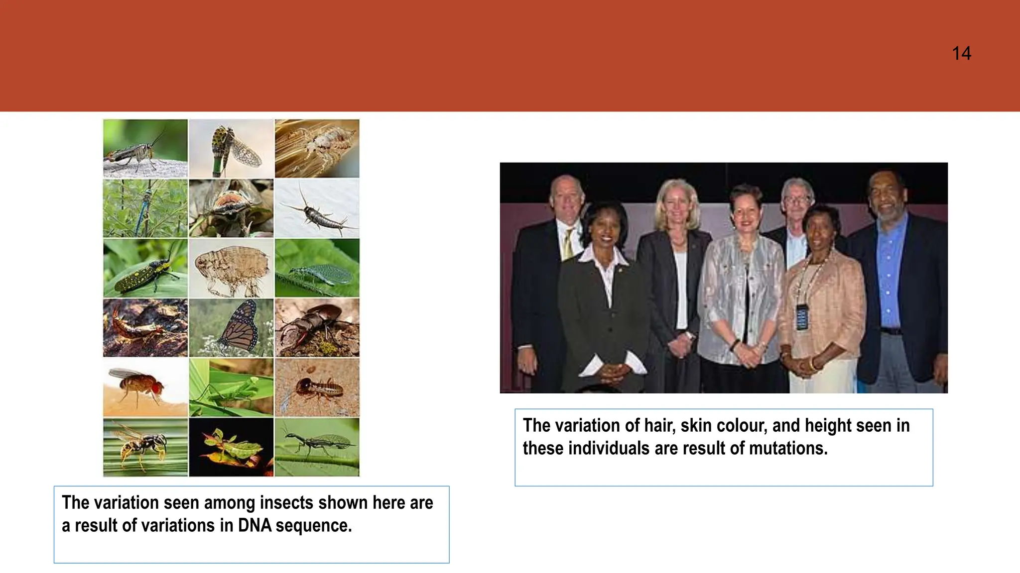 mutation and its evolutionary significance | PPTX