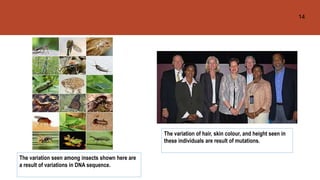 mutation and its evolutionary significance | PPTX