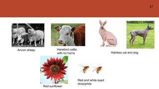 mutation and its evolutionary significance | PPTX