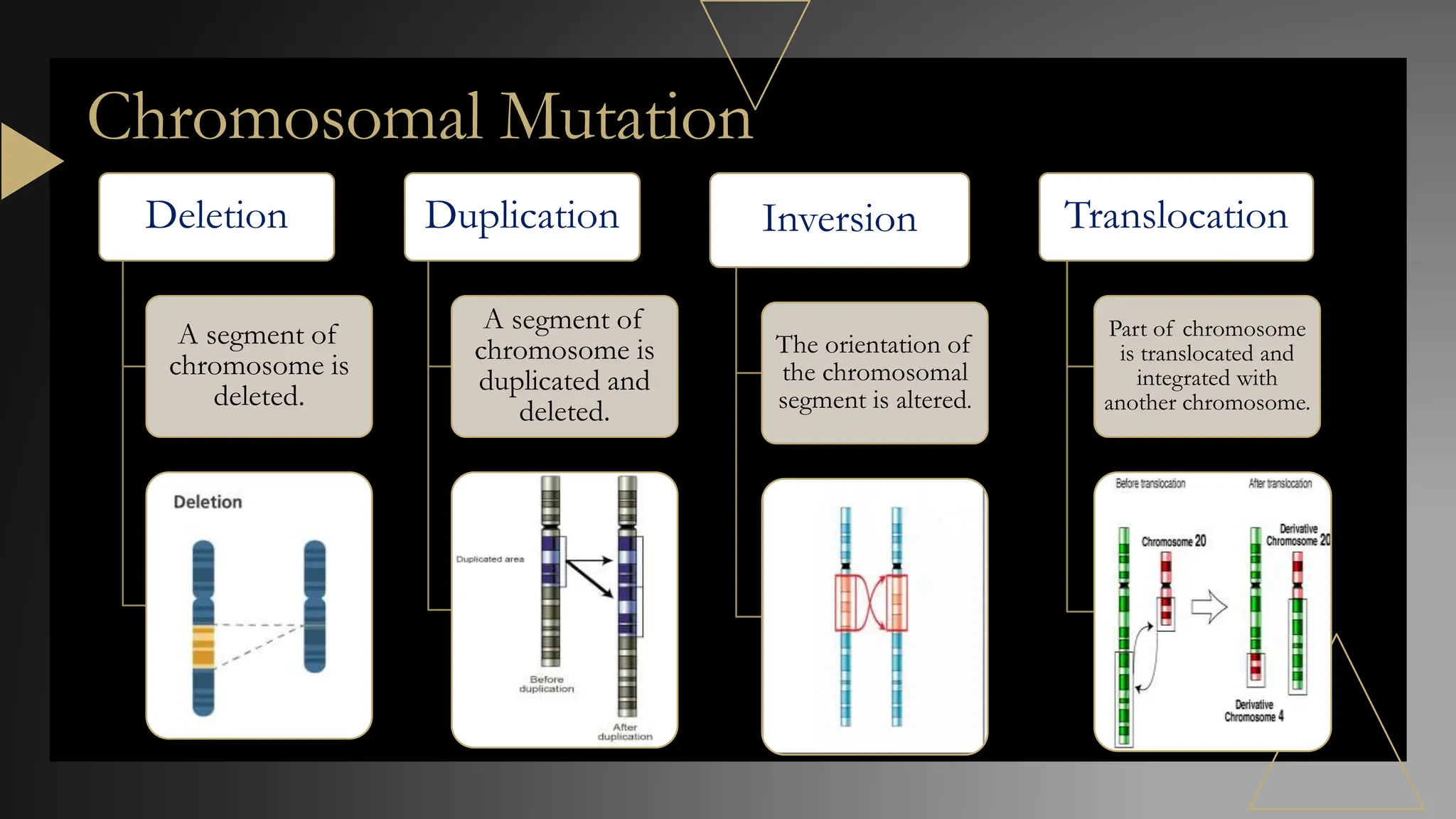 Gene Mutation its types and importance of mutation | PPTX