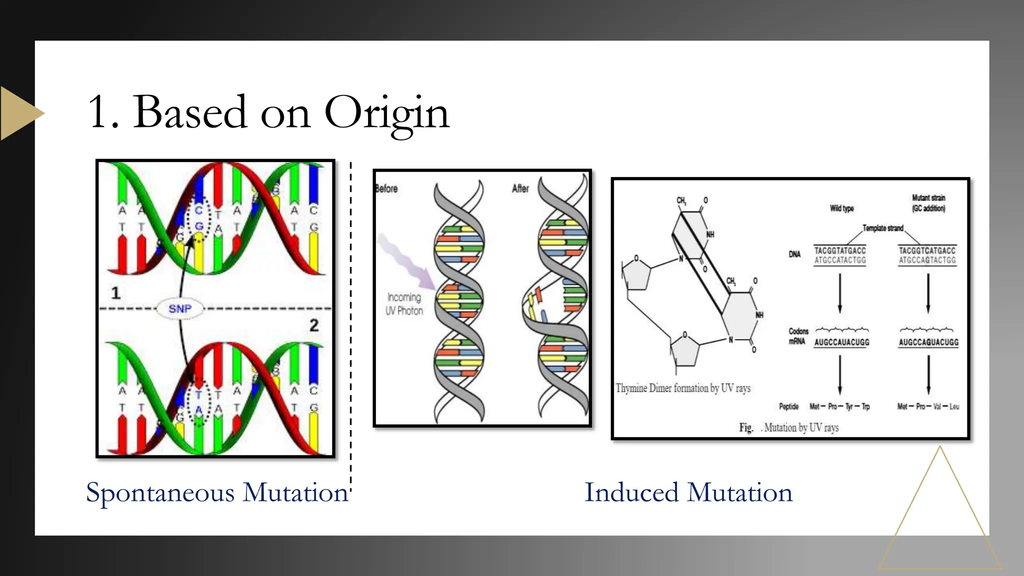 Gene Mutation its types and importance of mutation | PPTX