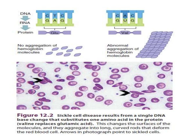 Mutation and its types | PPTX