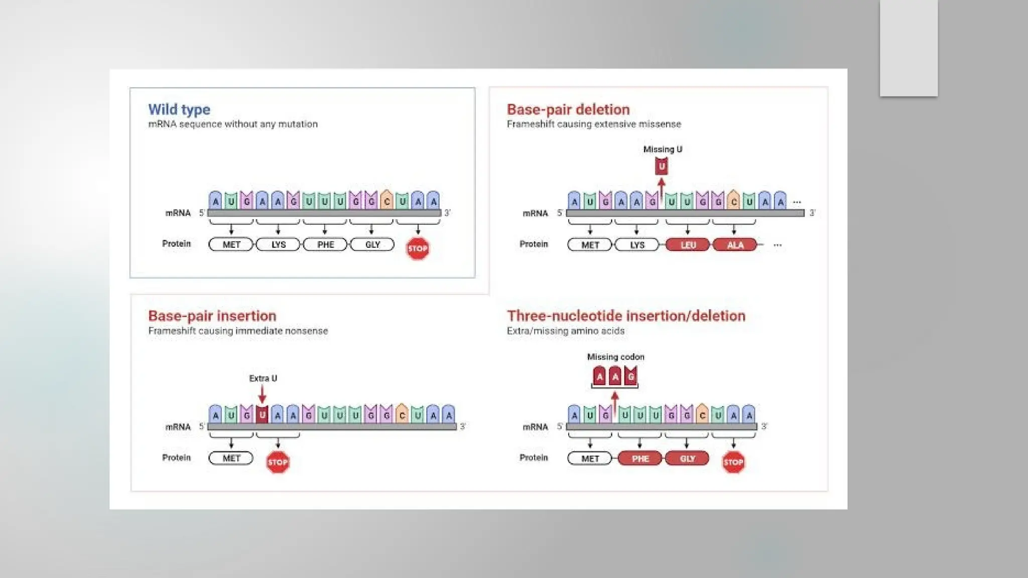 Mutation and it’s types,plants genetics and animal genetics .pptx