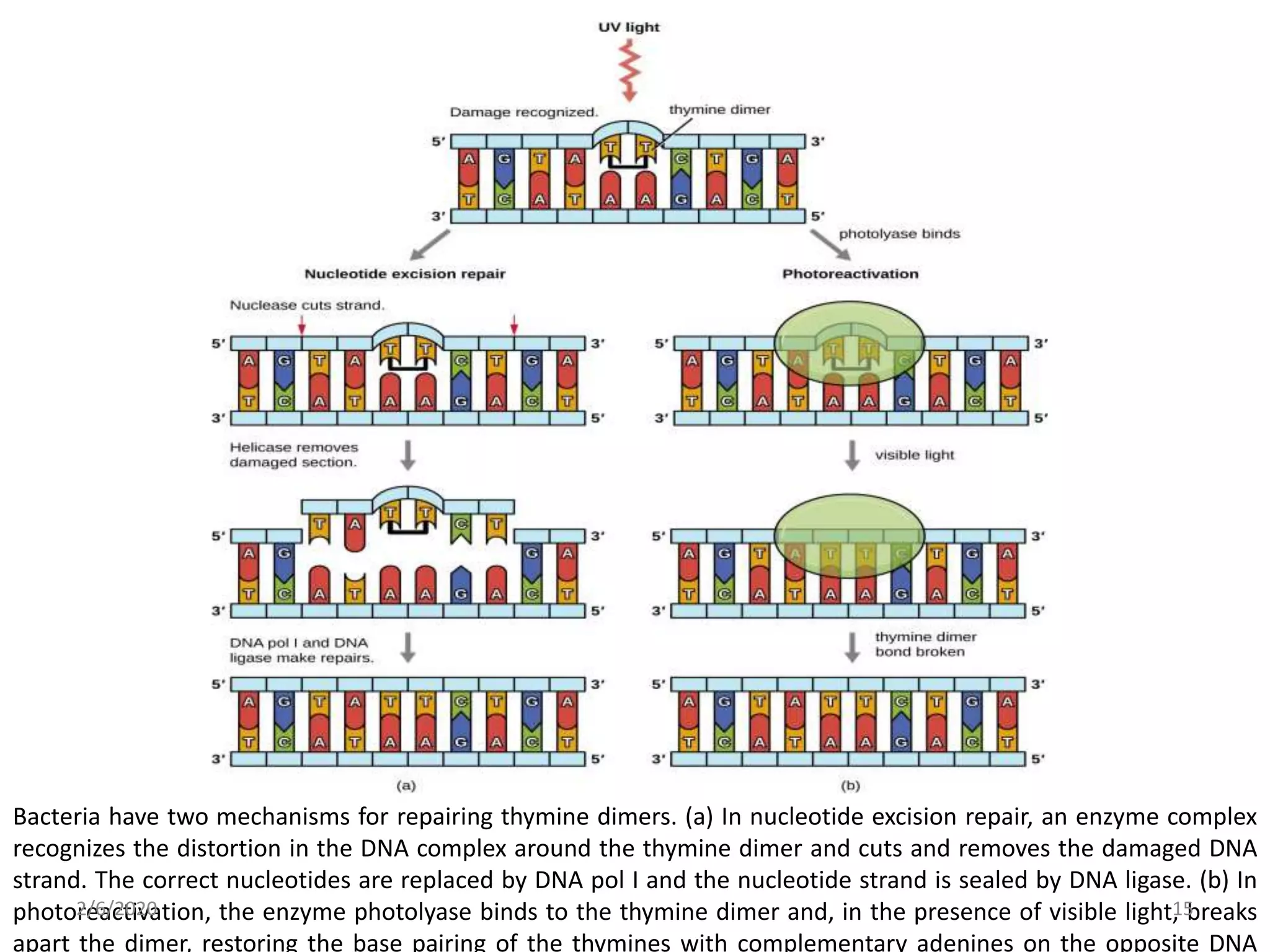 Mutation and mutagens | PPTX