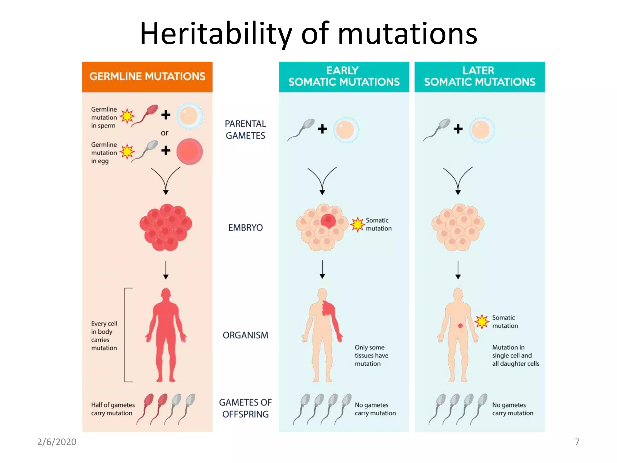 Mutation and mutagens | PPTX