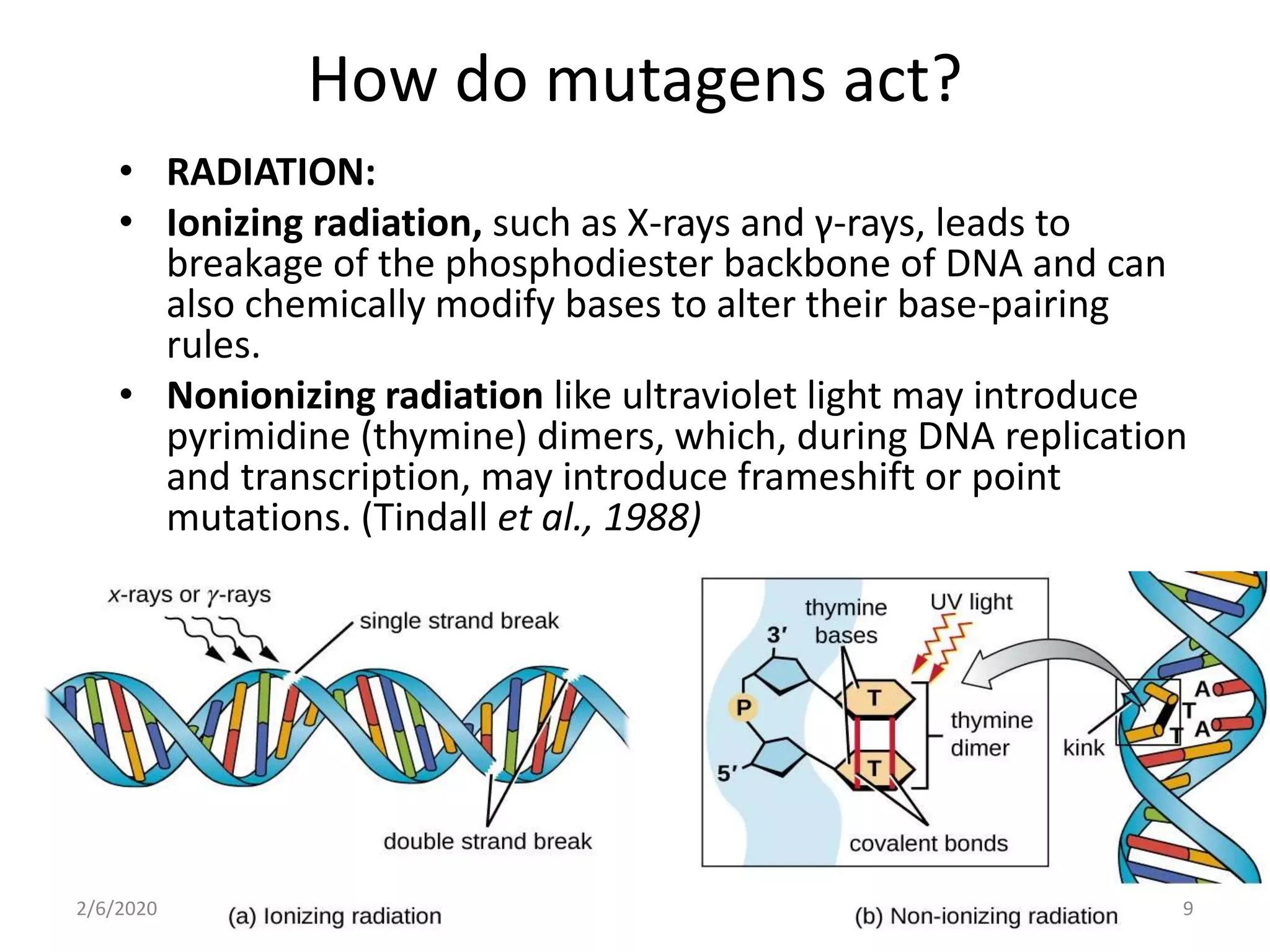 Mutation and mutagens | PPTX