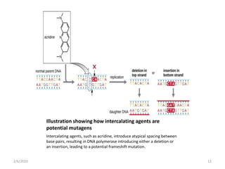 Mutation and mutagens | PPTX