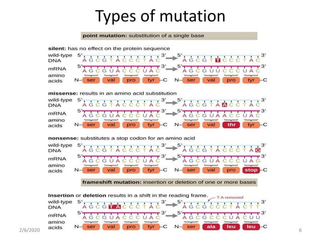 Mutation and mutagens | PPTX