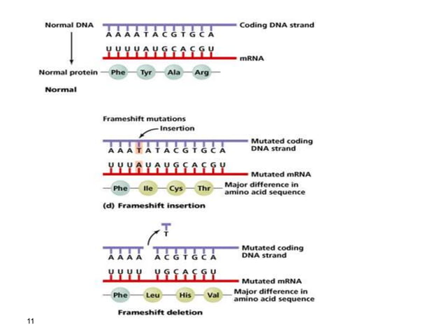 mutation and plasmid for medical laboratory | PPT
